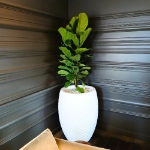 Ambius Egg Collection | Plant Containers - Ambius AU