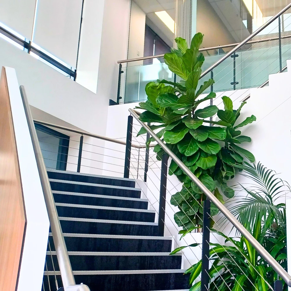 The Fiddle leaf fig charm: understanding this powerhouse plant for ...